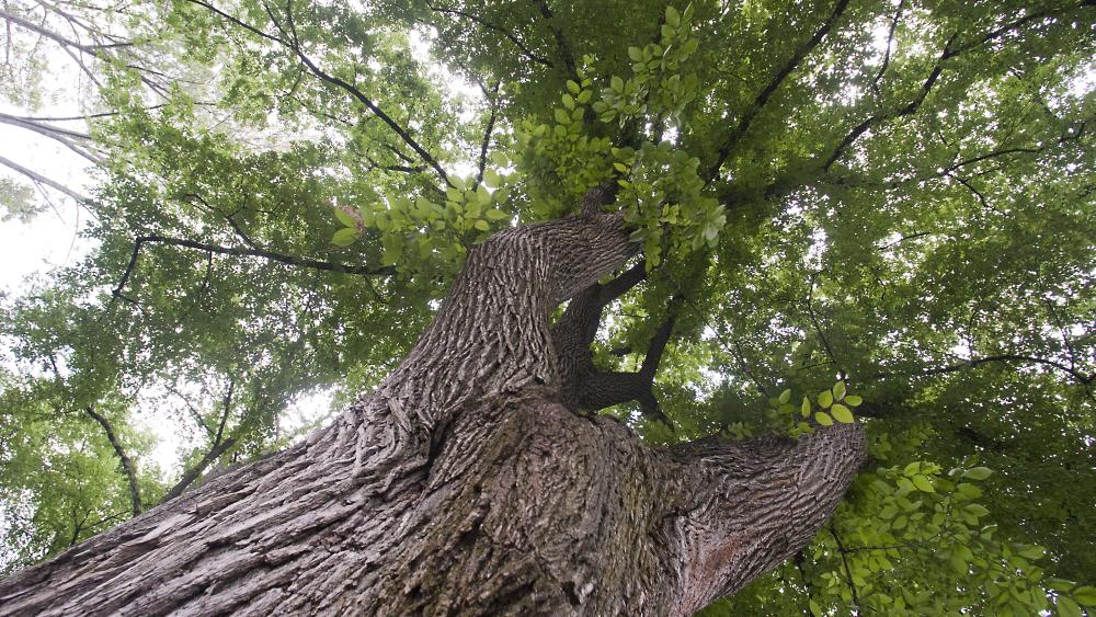 Office of Physical Plant to spray University Park elms May 26-27 | Penn ...