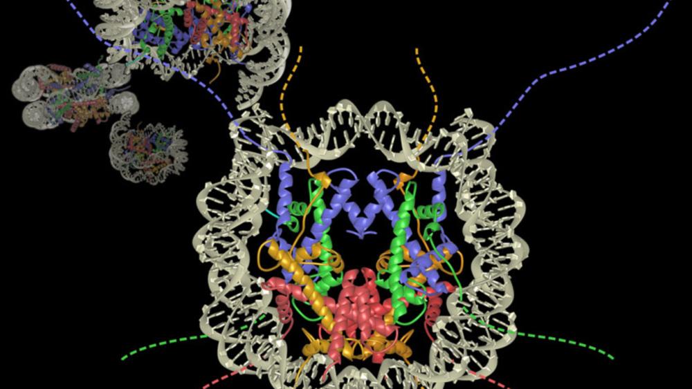 Finding the proteins that unpack DNA | Penn State University