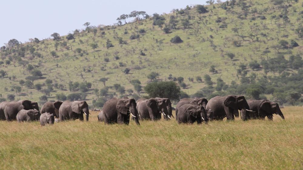 Elephant genetics guide conservation | Penn State University