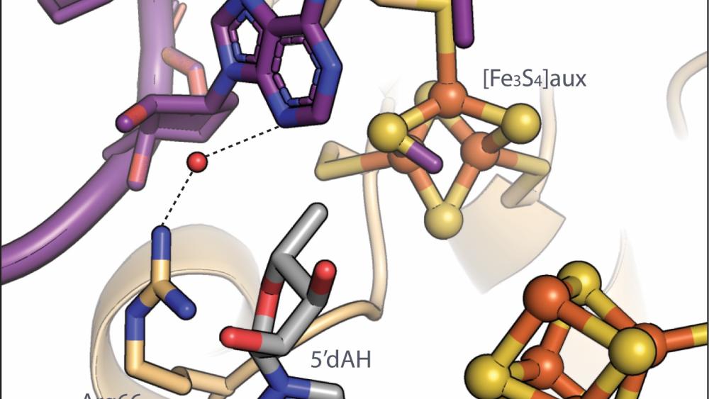 Modifying RNA: Crucial steps for adding chemical tag to transfer RNA ...
