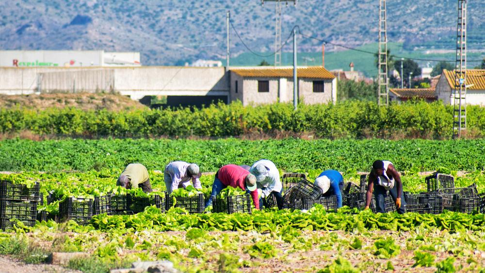 Students develop resources for immigrant communities during COVID-19 ...