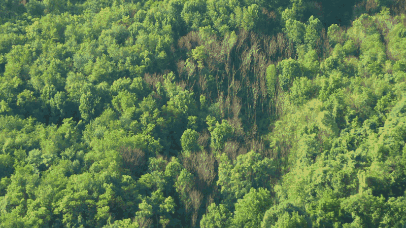 Fungus may help stop invasive spread of tree-of-heaven | Penn State ...