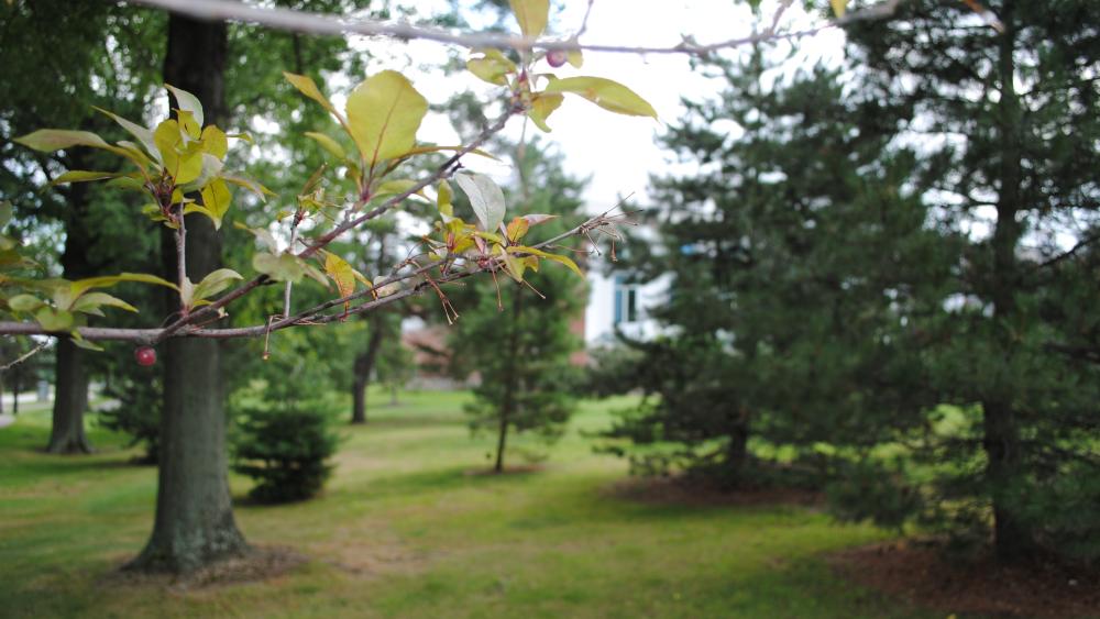 Penn State Behrend gains Tree Campus USA recognition for second ...