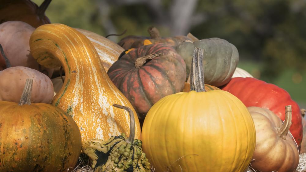 Things to Do at Penn State: Oct. 14-21 | Penn State University