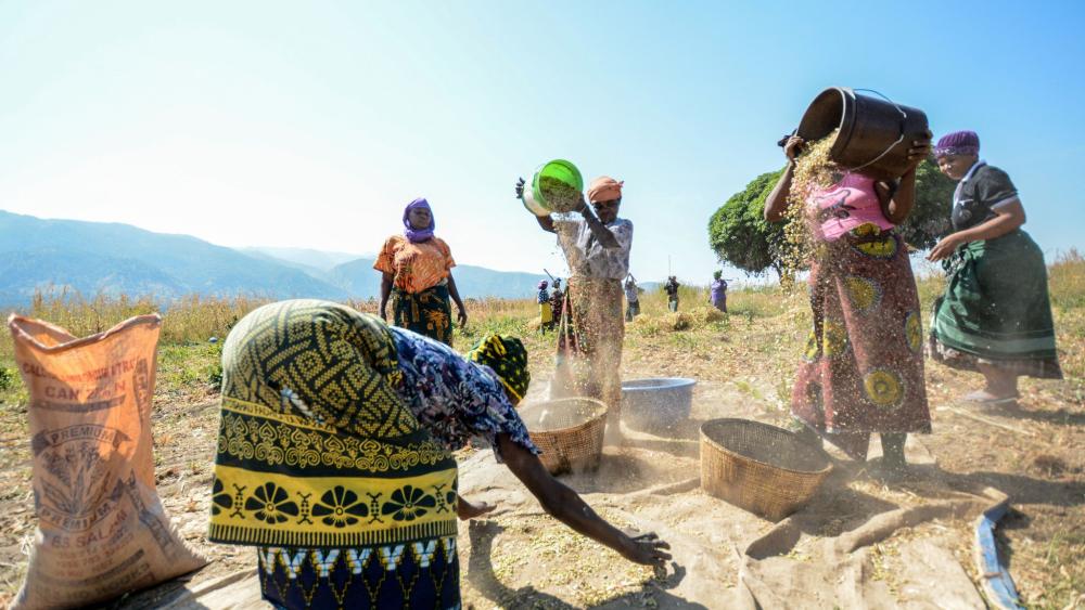 Researchers discuss importance of gender in international agriculture ...