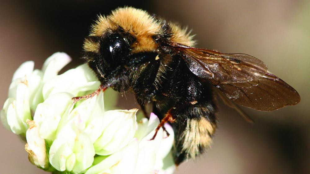 Bees' ability to forage decreases as air pollution increases | Penn ...