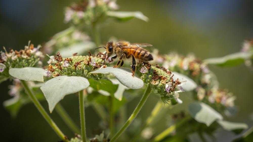 Insecticides becoming more toxic to honey bees | Penn State University