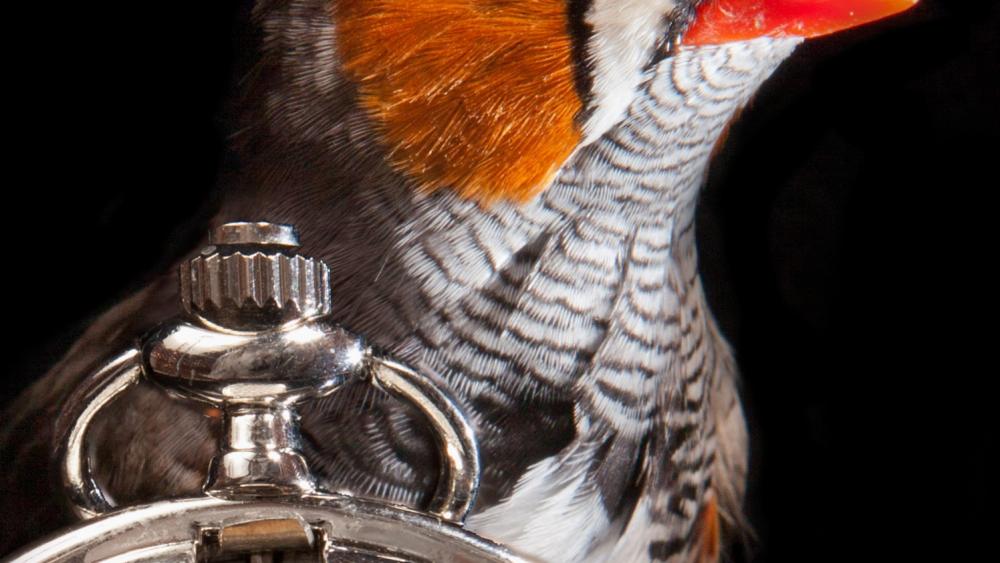 Researchers deconstruct the 'biological clock' that regulates birdsong ...