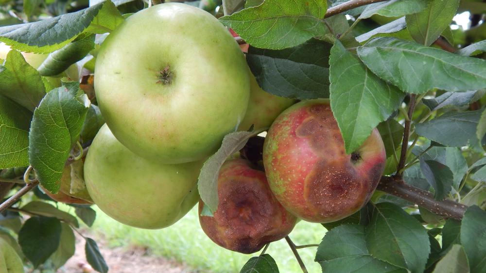 Research helps explain source of pathogen that causes bitter rot ...