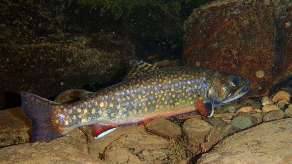New model identifies eastern stream sections holding wild brook trout ...