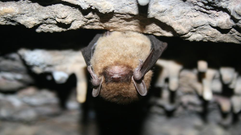 Emergency bat signals | Penn State University