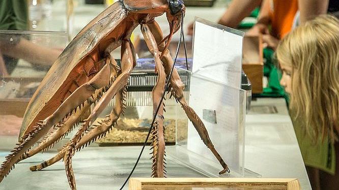 Penn State's Great Insect Fair celebrates pollinators | Penn State ...
