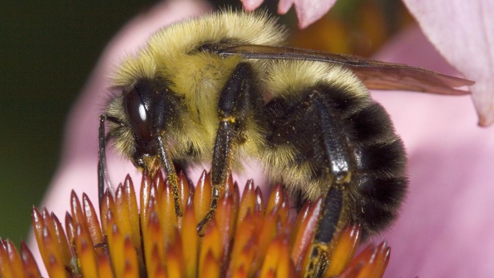 Study: Bumble bees lacking high-quality habitat have higher pathogen ...