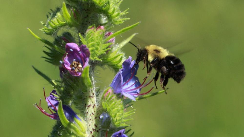 NSF CAREER grant supports entomologist in study of sterility mechanisms ...