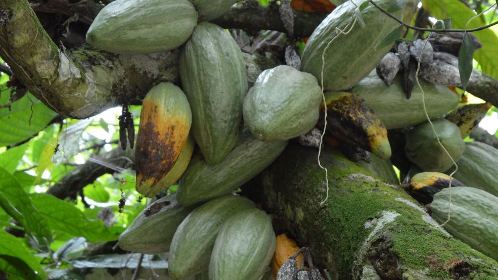 Cocoa CRISPR: Gene editing shows promise for improving the 'chocolate ...