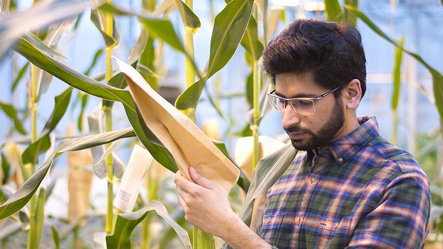 Mutant corn gene boosts sugar in seeds, leaves, may lead to breeding ...