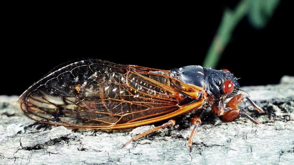 Mysterious insect to emerge in parts of Pennsylvania | Penn State ...