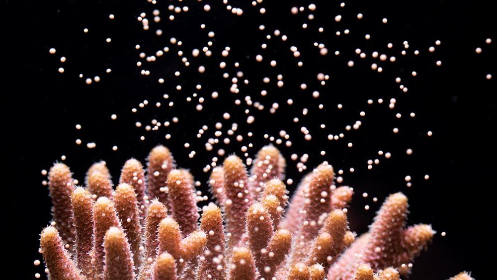 Coral conservation efforts aided by computer simulations | Penn State ...