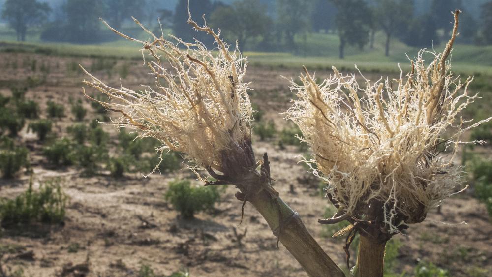 Redesigning roots to help crop plants survive hard times | Penn State ...