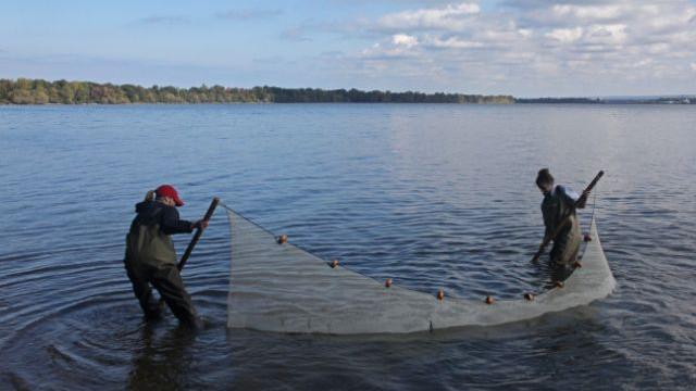 Pennsylvania Sea Grant receives $800,000 to combat invasive species ...