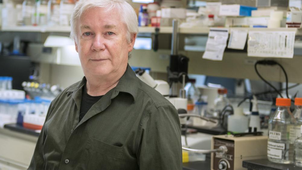 Plant cell walls' stretch-but-don't-break growth more complex than once ...