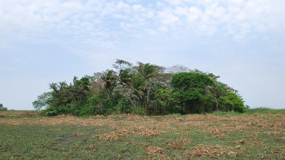 Amazonian crops domesticated 10,000 years ago | Penn State University