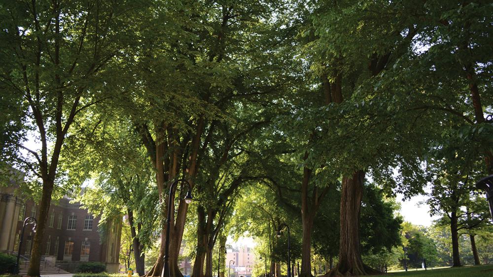 Elm-tree spraying to take place at University Park | Penn State University
