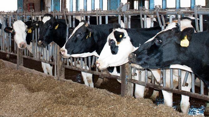 High oleic acid soybeans offer benefits to dairy cows, farmers ...