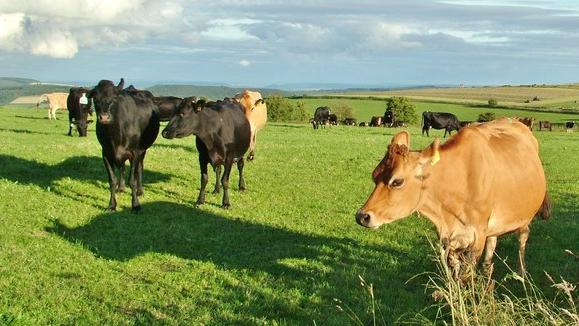 Reducing farm greenhouse gas emissions may plant the seed for a cooler ...