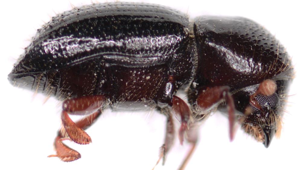 Avocado farmers face unique foe in fungal-farming beetle | Penn State ...