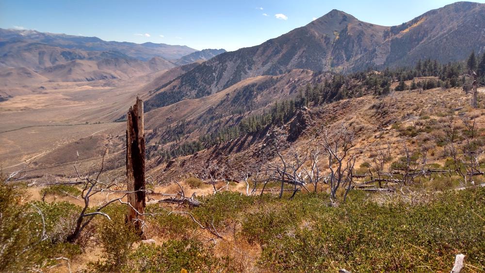 Forest margins may be more resilient to climate change than previously ...
