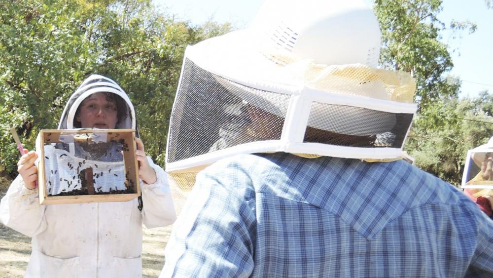 Penn State bee research pollinates next generation of scientists | Penn ...