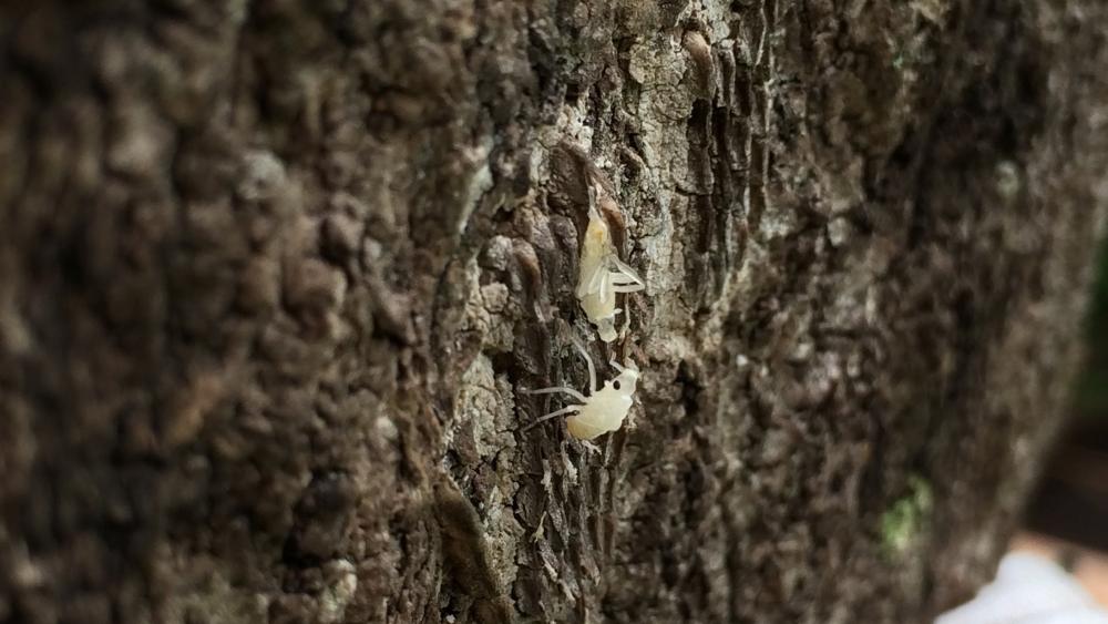 New model predicts spotted lanternfly egg hatching | Penn State University