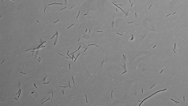 A microbial hot spring in your basement | Penn State University