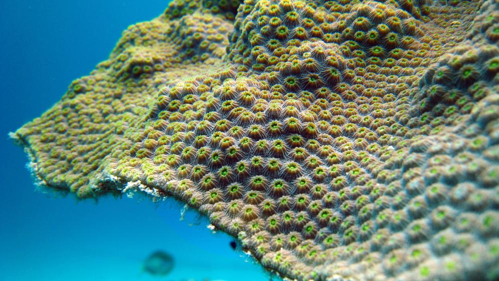 Diverse symbionts of reef corals have endured since 'age of dinosaurs ...