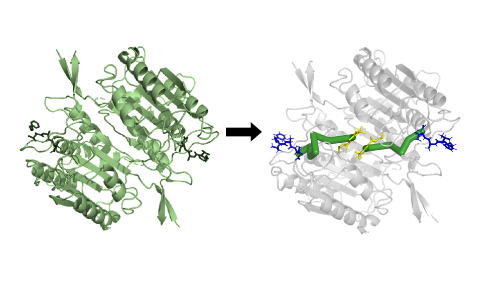 New tool allows researchers to predict key functional sites in proteins ...