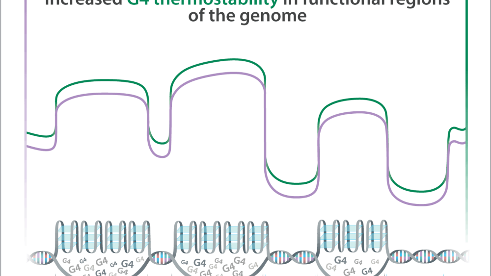 A new class of functional elements in the human genome? | Penn State ...