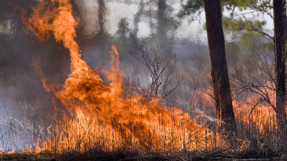 Eastern forests shaped more by Native Americans' burning than climate ...