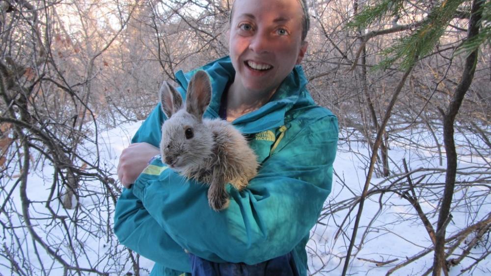 Pennsylvania snowshoe hares differ from those in Yukon | Penn State ...