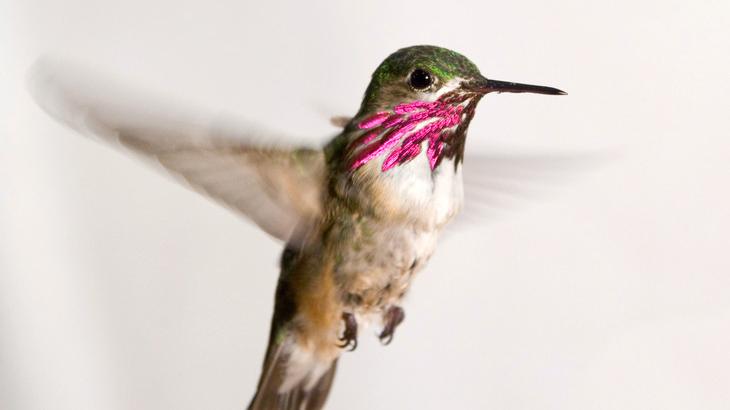 Hovering closer to the secrets of hummingbird flight | Penn State ...