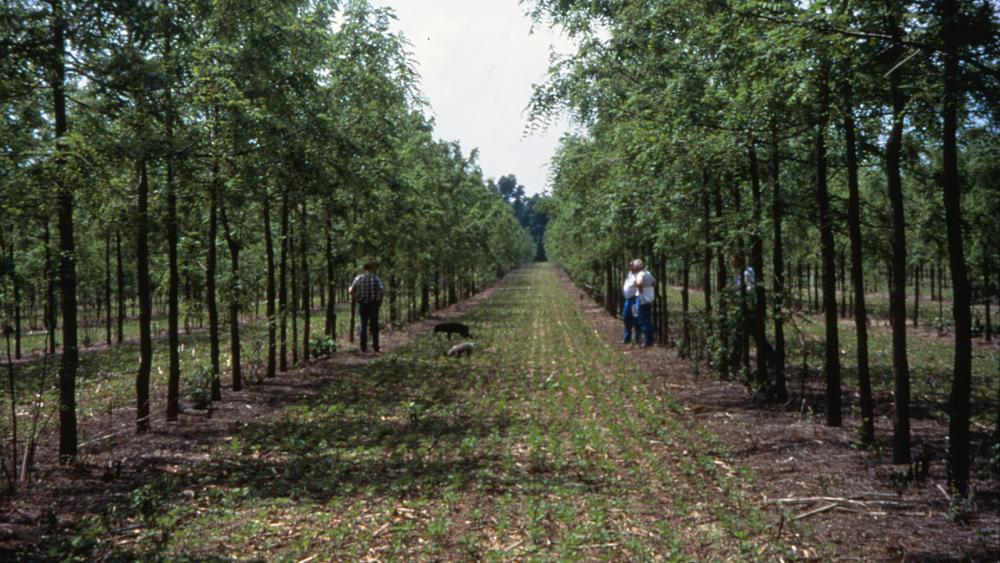 Agroforestry systems may play vital role in mitigating climate change ...