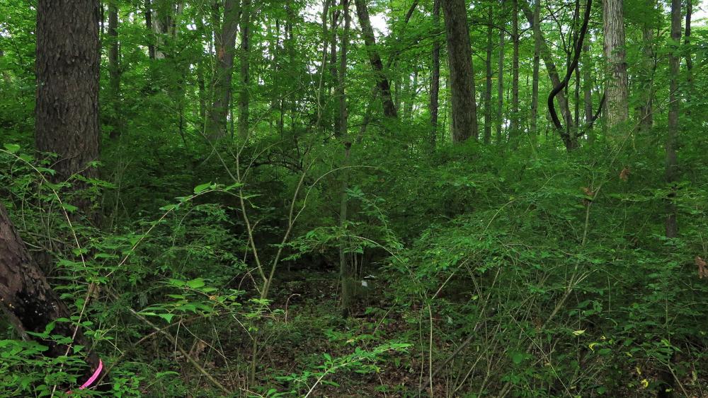 Native forest plants rebound when invasive shrubs are removed | Penn ...