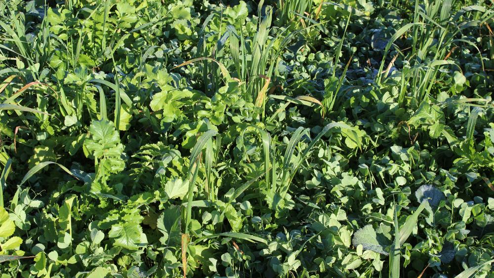 'Right' cover-crop mix good for both Chesapeake and bottom lines | Penn ...