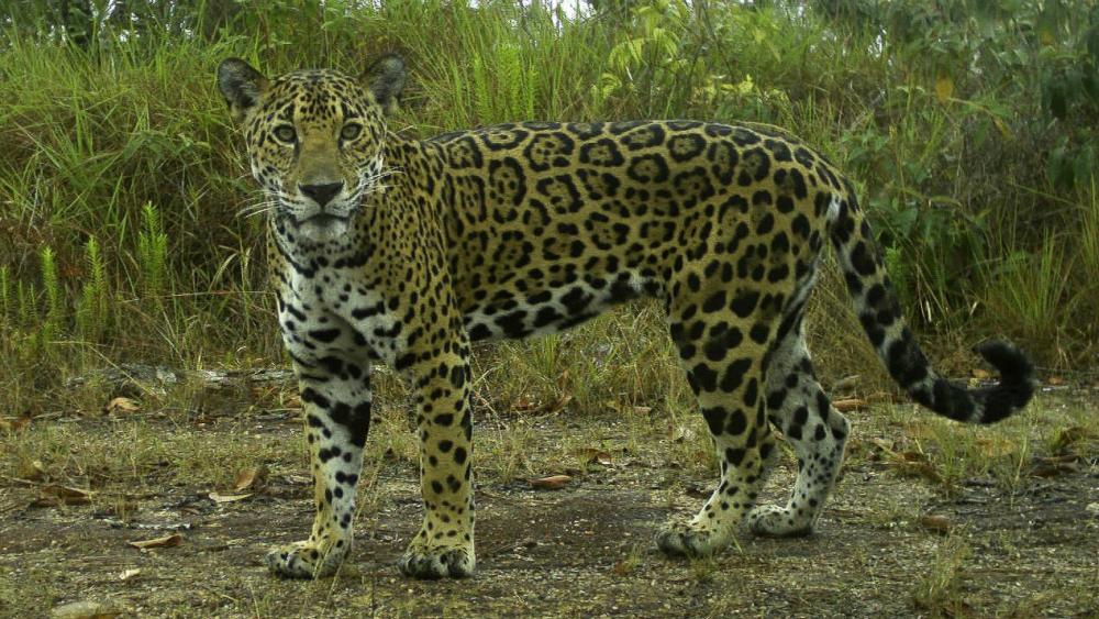 Surviving large carnivores have far-reaching impact | Penn State University