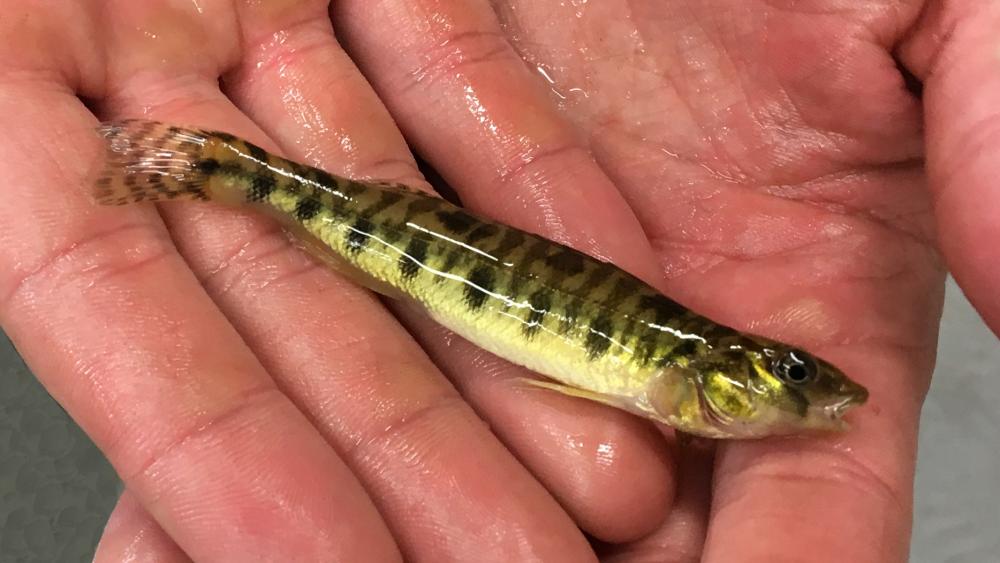 Penn State researchers to boost endangered Chesapeake logperch ...