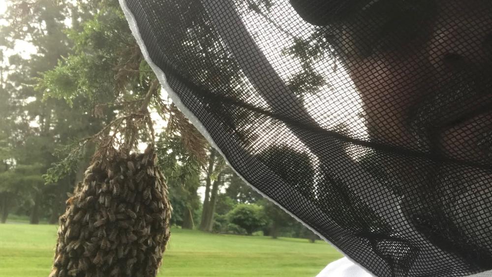 Bee swarm on campus successfully relocated | Penn State University