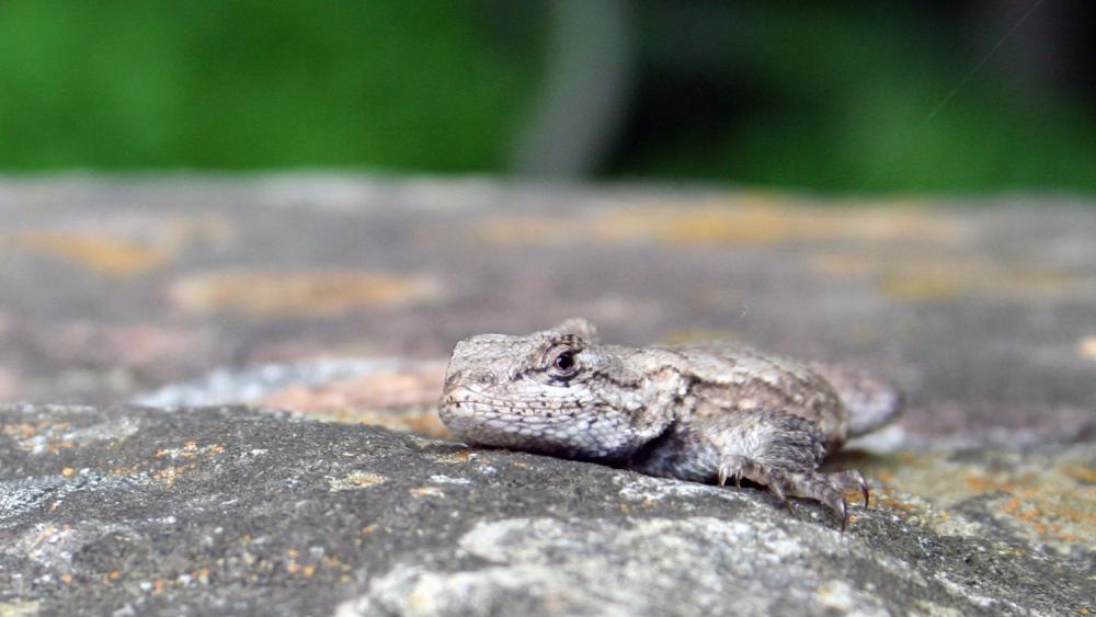 Having stressed-out ancestors improves lizards' immune response to ...