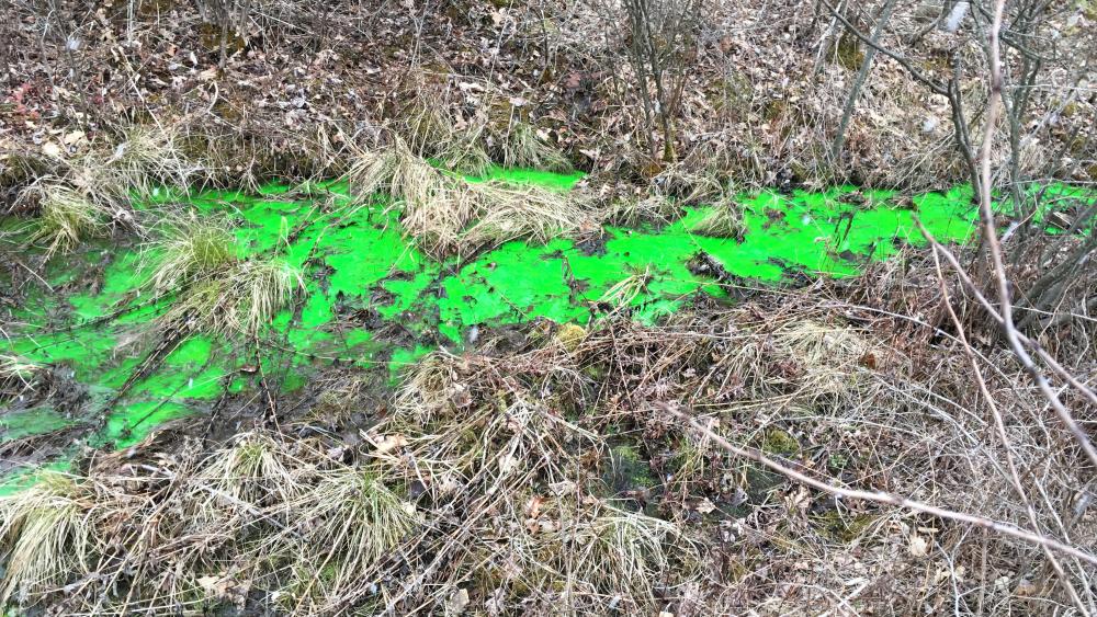 Students see green: Mock spill illustrates potential impact of ...