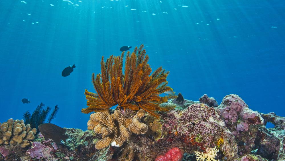 Coral researchers recognized for significant contributions to field ...