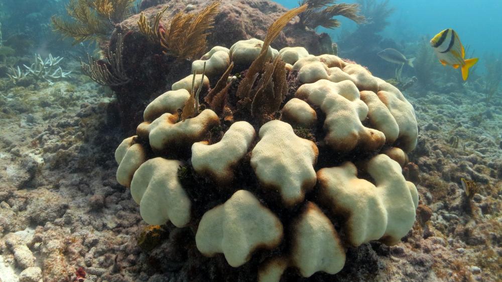 Invasive microbe protects corals from global warming, but at a cost ...